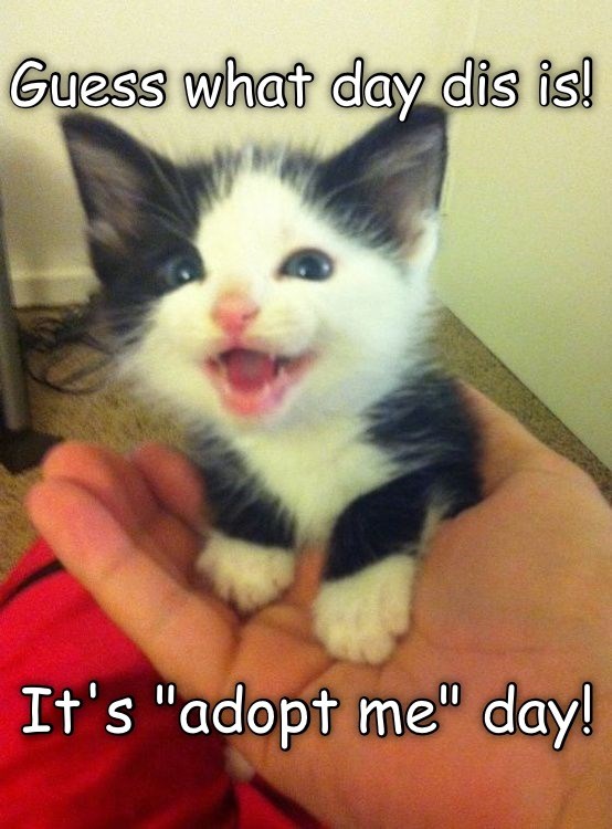 Every day is adopt me day! - Lolcats - lol | cat memes | funny cats ...
