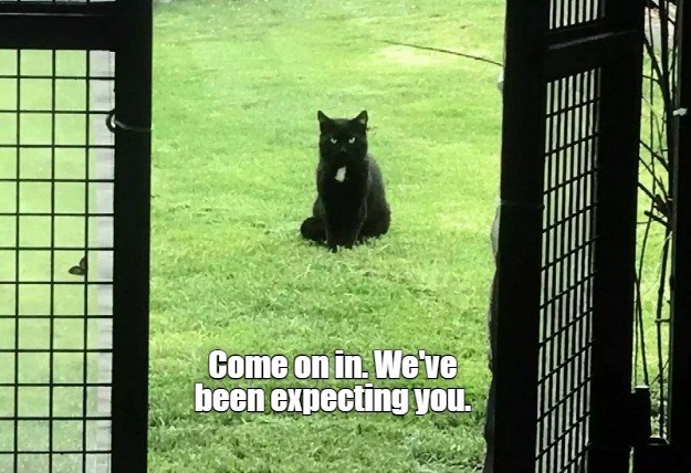 We've been expecting you - Lolcats - lol | cat memes | funny cats ...