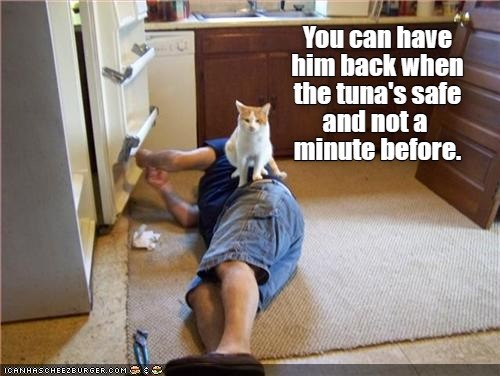 Safety first - Lolcats - lol | cat memes | funny cats | funny cat ...