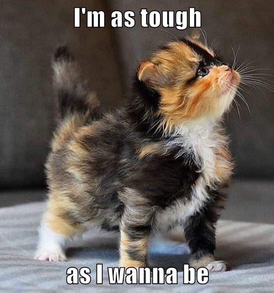 As tough as I wanna be - Lolcats - lol | cat memes | funny cats | funny ...