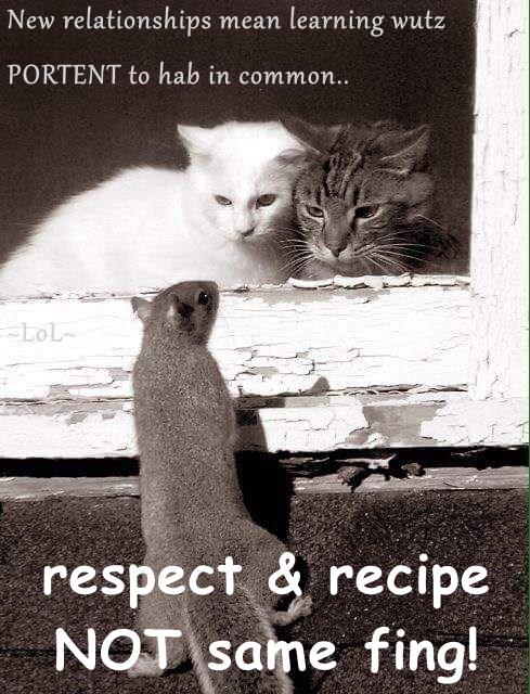 Respect & recipe NOT same fing! - Lolcats - lol | cat memes | funny ...