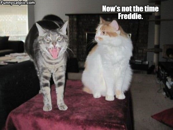 Not now - Lolcats - lol | cat memes | funny cats | funny cat pictures ...
