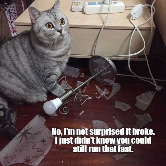 Fast & furious 156 - Lolcats - lol | cat memes | funny cats | funny cat ...