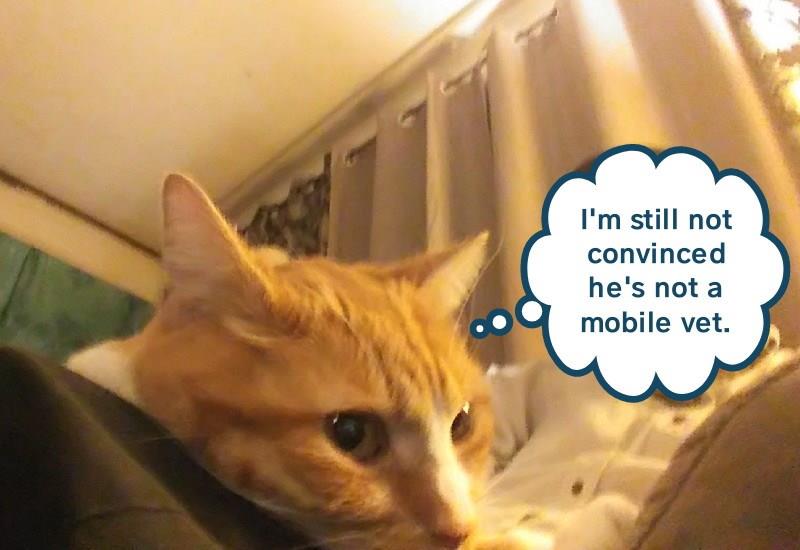 He's got that vet aura - Lolcats - lol | cat memes | funny cats | funny ...