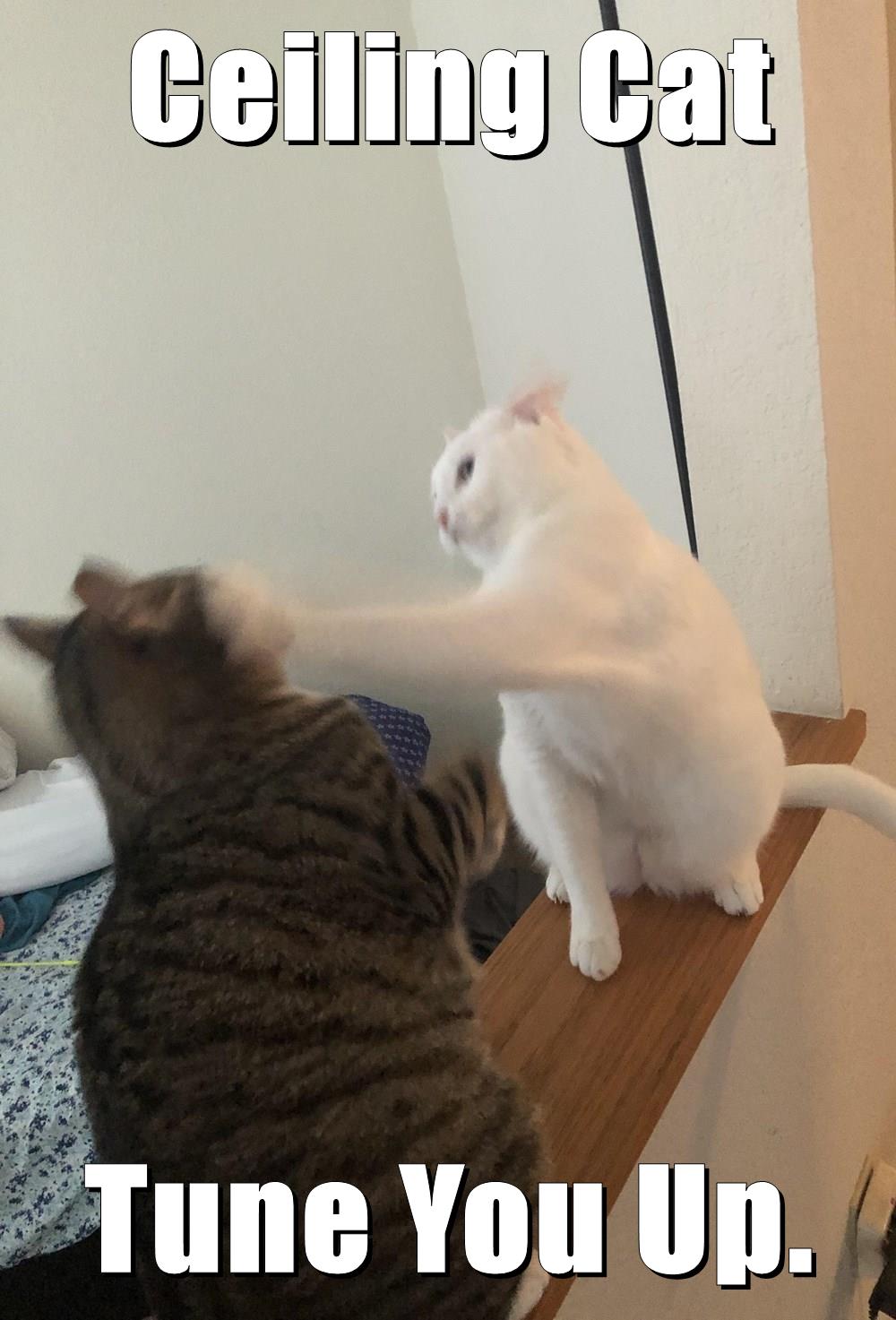 Ceiling Cat Tune You Up. - Lolcats - lol | cat memes | funny cats ...