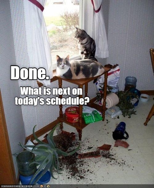 Done. - Lolcats - lol | cat memes | funny cats | funny cat pictures ...