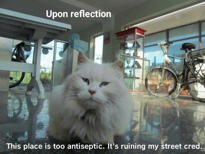 Upon reflection - Lolcats - lol | cat memes | funny cats | funny cat ...