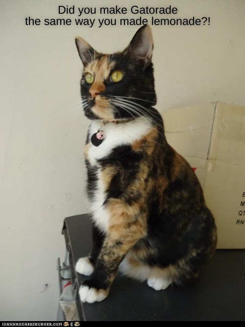 Gotta squeeze them gators - Lolcats - lol | cat memes | funny cats ...