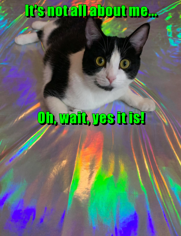 It's not all about me... Oh, wait, yes it is! - Lolcats - lol | cat ...