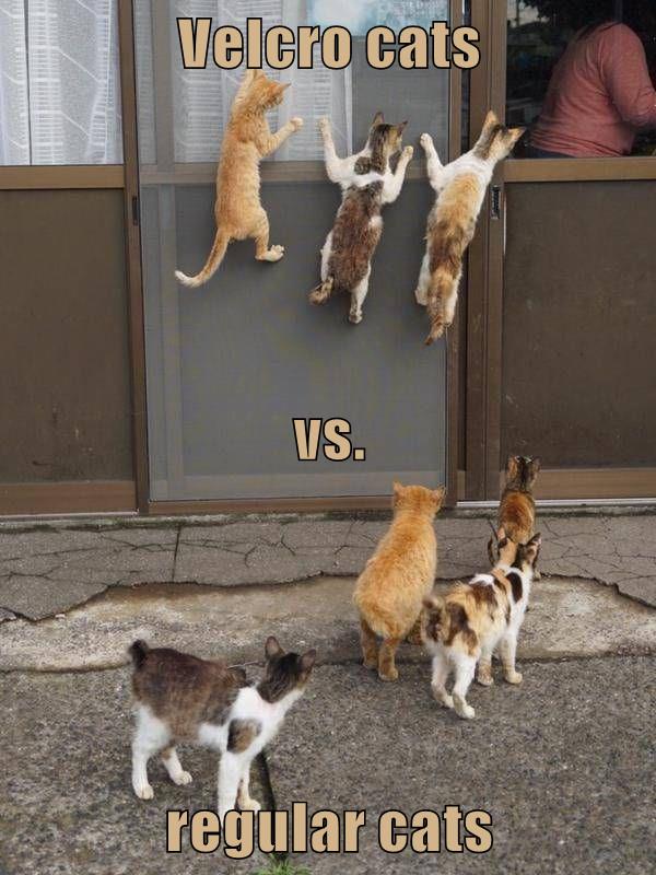 Velcro cats vs. regular cats - Lolcats - lol | cat memes | funny cats ...