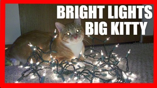 BRIGHT LIGHTS BIG KITTY - Lolcats - lol | cat memes | funny cats ...