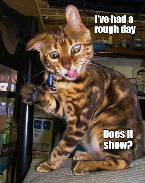 Well...Yeah - Lolcats - lol | cat memes | funny cats | funny cat ...