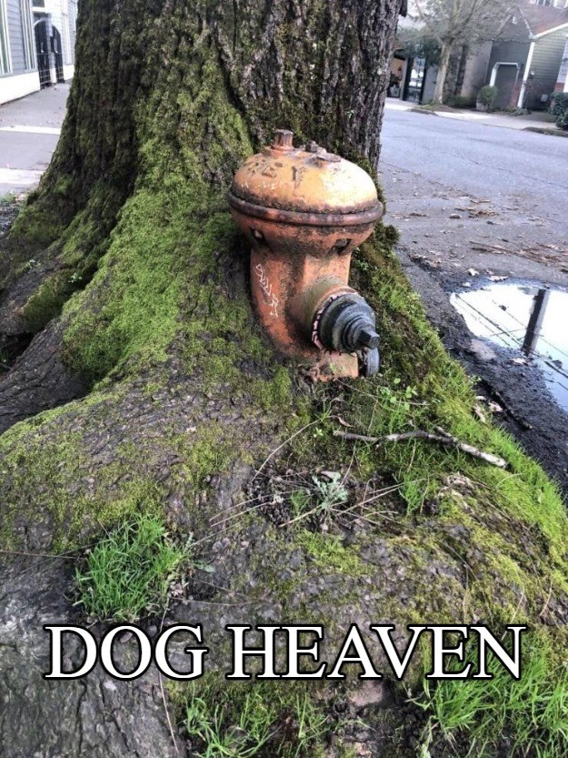 Heaven Scent - I Has A Hotdog - Dog Pictures - Funny pictures of dogs ...