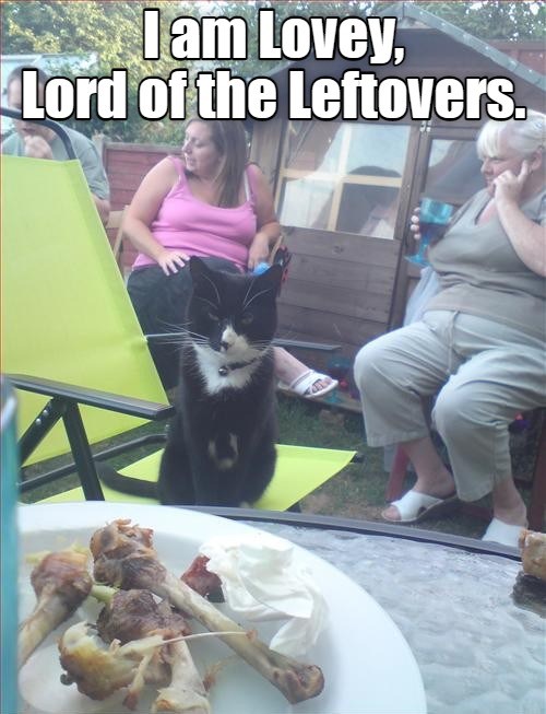 Hail Lovey - Lolcats - lol | cat memes | funny cats | funny cat ...