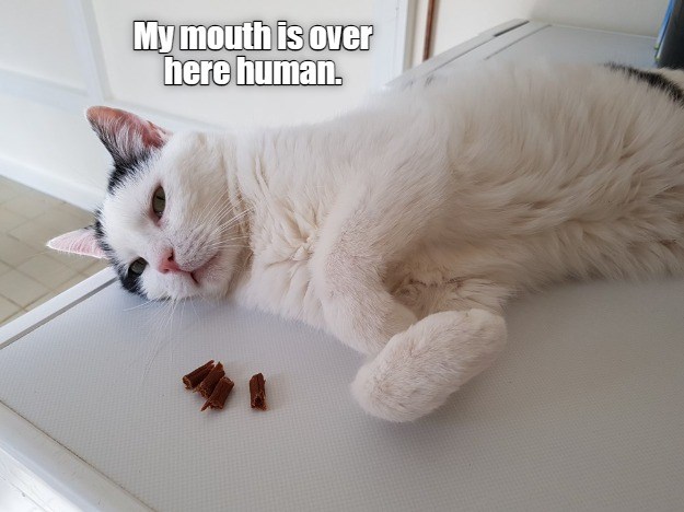 Missed by a bit - Lolcats - lol | cat memes | funny cats | funny cat ...