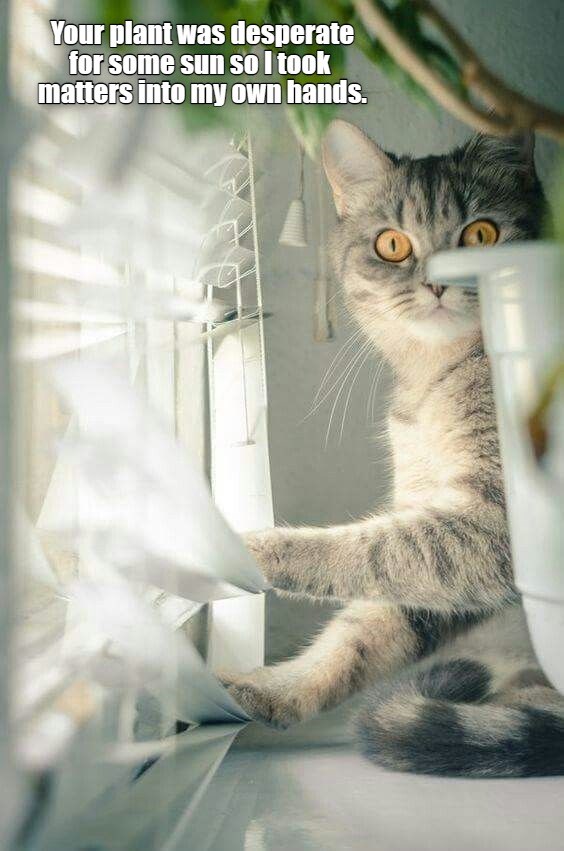 To the rescue, here I am - Lolcats - lol | cat memes | funny cats ...