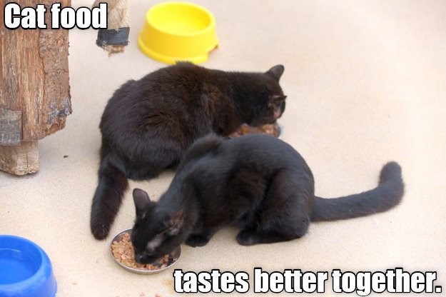 Om Nom Nom - Lolcats - lol | cat memes | funny cats | funny cat ...