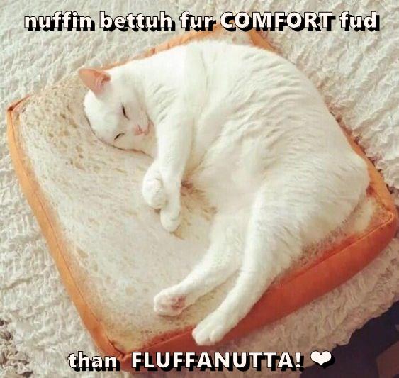 FLUFFANUTTA! - Lolcats - lol | cat memes | funny cats | funny cat ...