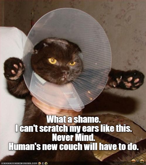 Oh dear. Never mind. - Lolcats - lol | cat memes | funny cats | funny ...