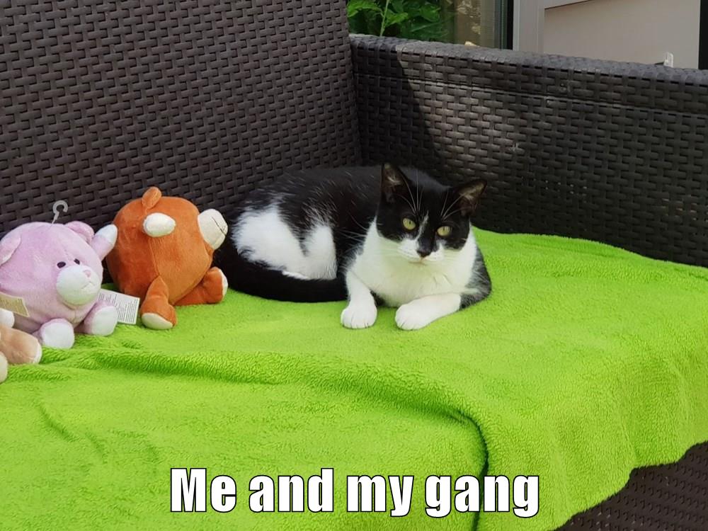 Me and my gang - Lolcats - lol | cat memes | funny cats | funny cat ...