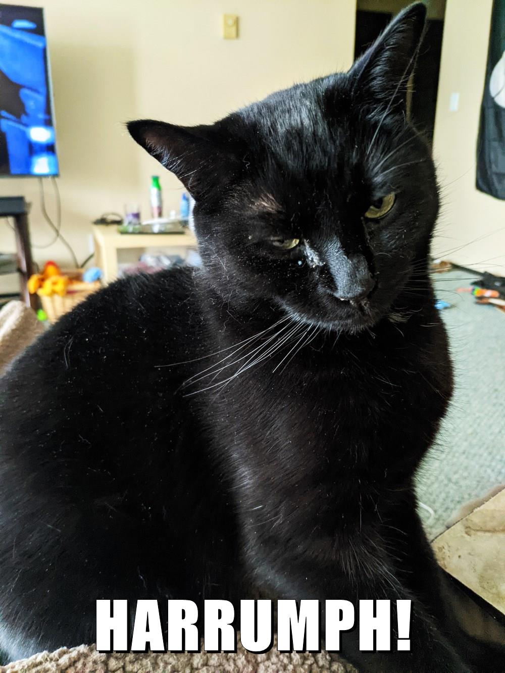 HARRUMPH! - Lolcats - lol | cat memes | funny cats | funny cat pictures ...