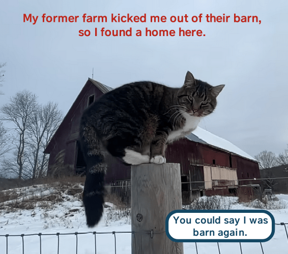 Kitteh finds grace - Lolcats - lol | cat memes | funny cats | funny cat ...