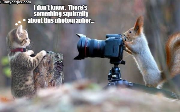 IDK - Lolcats - lol | cat memes | funny cats | funny cat pictures with ...