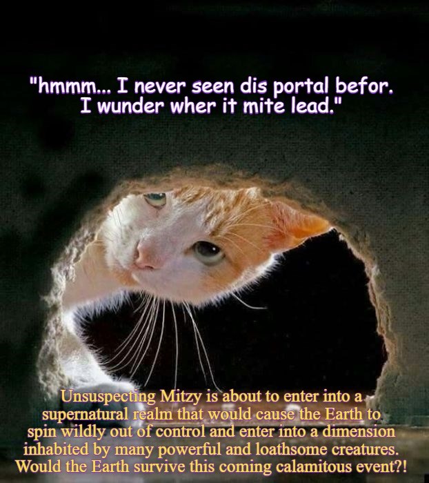Feline curiosity. Mitzy has it. - Lolcats - lol | cat memes | funny ...