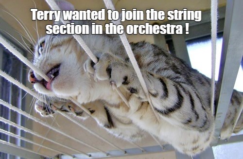 Terry - Lolcats - lol | cat memes | funny cats | funny cat pictures ...