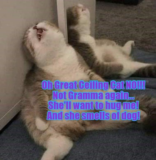 No!!!!! - Lolcats - lol | cat memes | funny cats | funny cat pictures ...