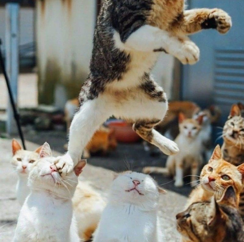 Whaoh, Dude! - Lolcats - lol | cat memes | funny cats | funny cat ...