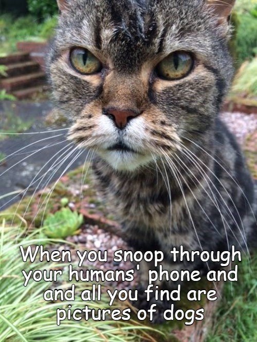 Please Explain - Lolcats - lol | cat memes | funny cats | funny cat ...