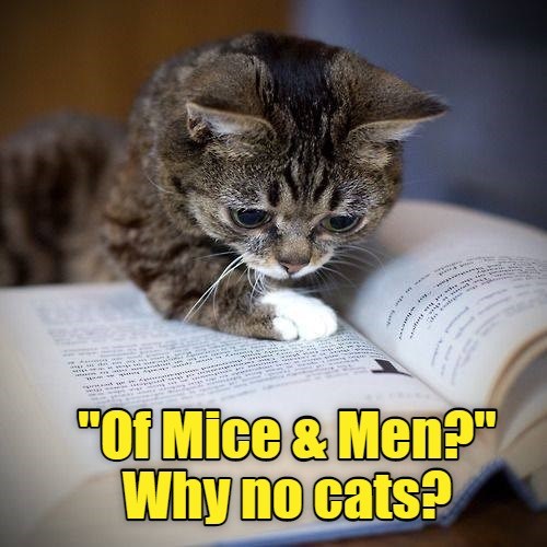 Not fair! - Lolcats - lol | cat memes | funny cats | funny cat pictures ...