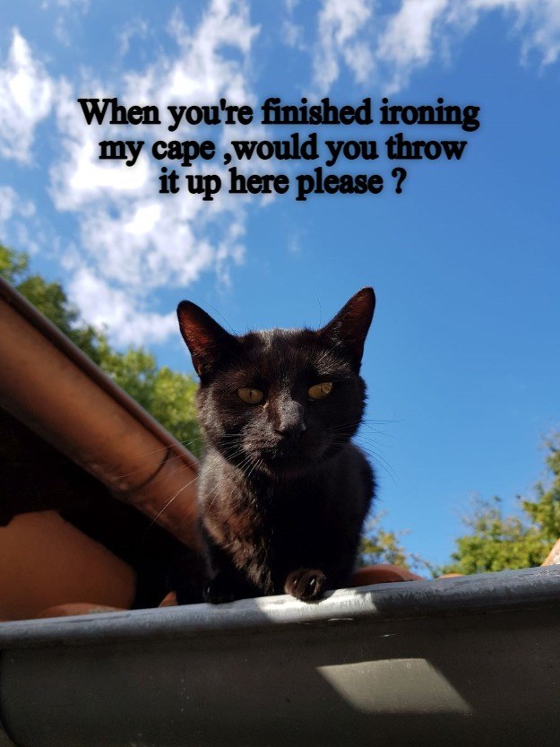 Cape code - Lolcats - lol | cat memes | funny cats | funny cat pictures ...