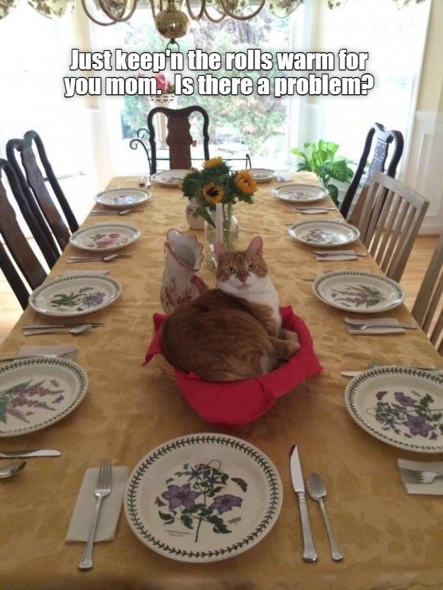 Is there a problem? - Lolcats - lol | cat memes | funny cats | funny ...