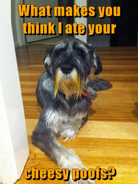 What makes you think I ate your cheesy poofs? - I Has A Hotdog - Dog ...