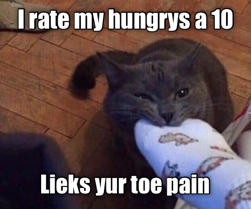 Feed me! - Lolcats - lol | cat memes | funny cats | funny cat pictures ...