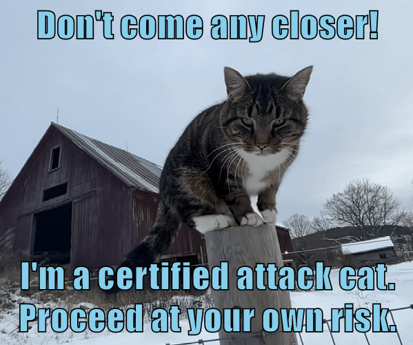 Don't come any closer! I'm a certified attack cat. Proceed at your own ...