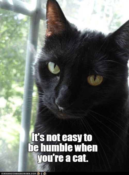 Naturally Magnificent - Lolcats - lol | cat memes | funny cats | funny ...