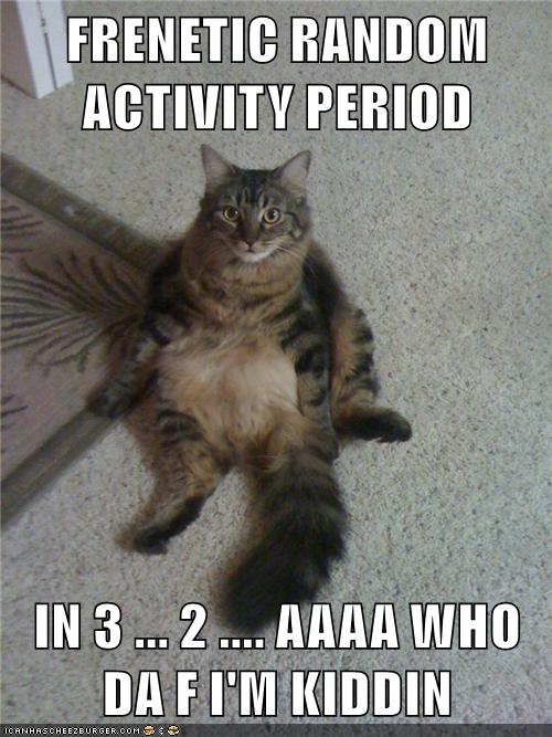 FRENETIC RANDOM ACTIVITY PERIOD IN 3 ... 2 .... - Lolcats - lol | cat ...