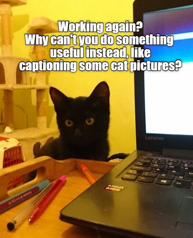 Work work work.... - Lolcats - lol | cat memes | funny cats | funny cat ...