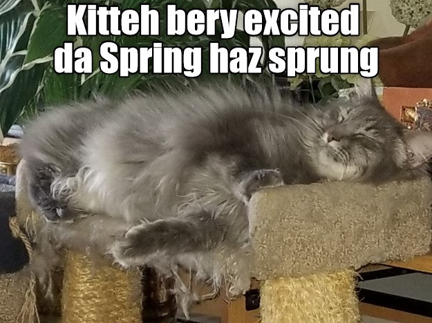 Happy Spring - Lolcats - lol | cat memes | funny cats | funny cat ...