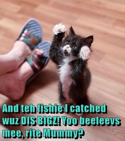 DIS BIGZ - I Can Has Cheezburger?