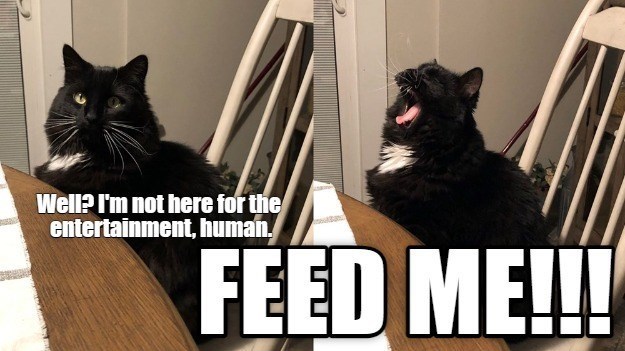 FEED ME - I Can Has Cheezburger?