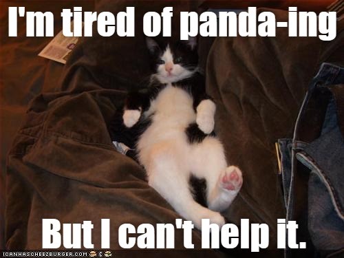Panda-Cat Pandas - Lolcats - lol | cat memes | funny cats | funny cat ...