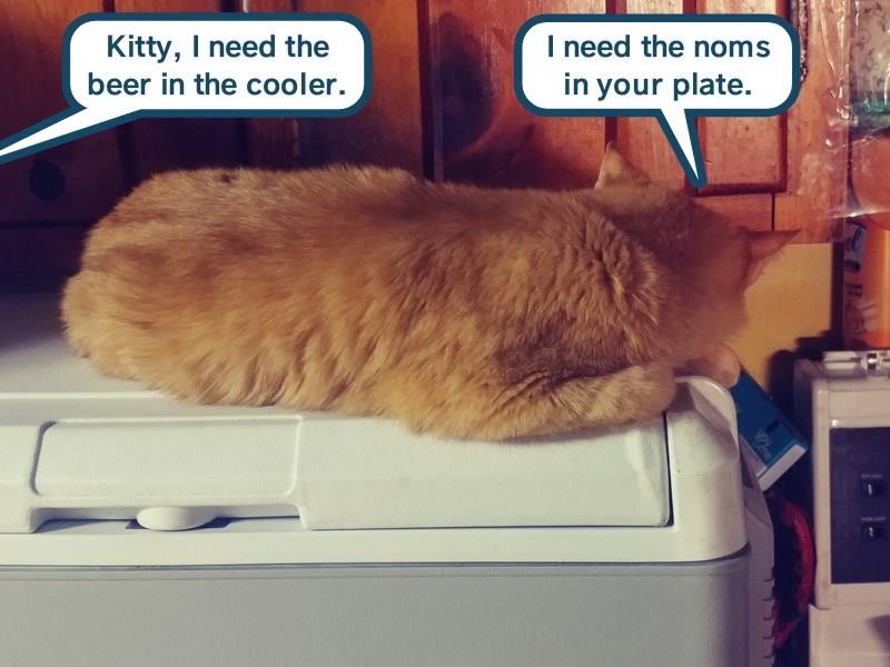 And fridge - Lolcats - lol | cat memes | funny cats | funny cat ...