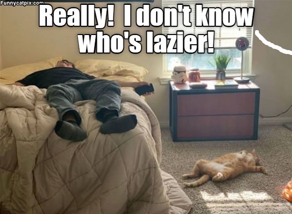 Lazzzzzier - Lolcats - lol | cat memes | funny cats | funny cat ...