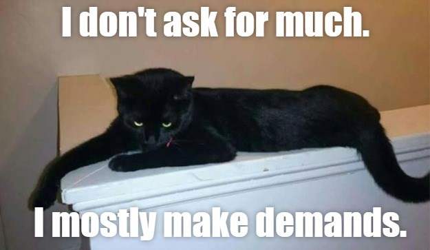 Humble Cat is humble. - Lolcats - lol | cat memes | funny cats | funny ...