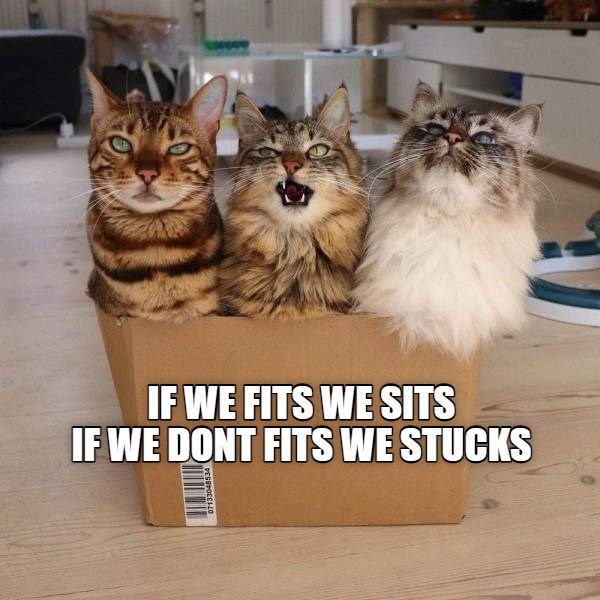 DEFINITELY STUCK - Lolcats - lol | cat memes | funny cats | funny cat ...
