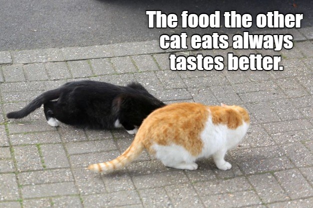 Are You Still Eating That, Bro? - Lolcats - lol | cat memes | funny ...